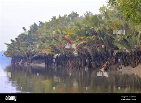 Typical Nipa Palm Nipa Fruticans This Photo Was Taken From Sundarbans National Park