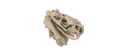 Stl File Ethmoid Bone 🦴 ・3d Printable Model To Download・cults