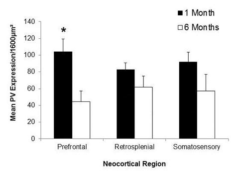 1 Pv Expression Is Selectively Decreased In The Prefrontal Cortex In 6 Download Scientific