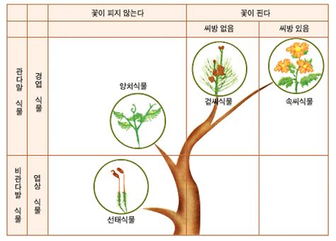 식물의 특징과 계통 네이버 블로그