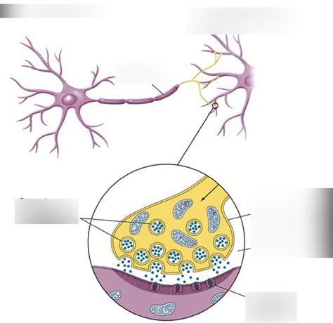 Neuron Function Diagram Quizlet
