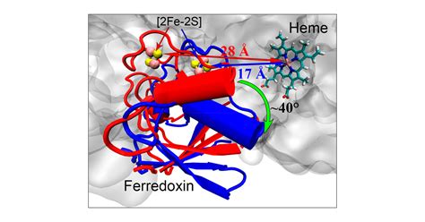 Conformational Motion Of Ferredoxin Enables Efficient Electron Transfer