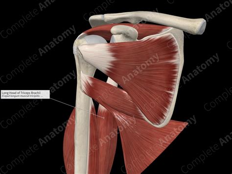 Long Head Of Triceps Brachii Complete Anatomy
