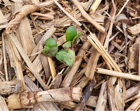 Integrated Practices Manage Hard To Predict Slug Pressure Research Highlight Soybean