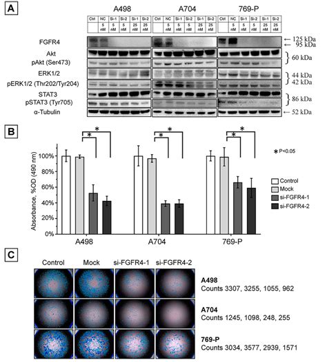 Fgfr4knockdown In Ccrcc Cell Lines A Immunoblot Analysis Of Aktmtor