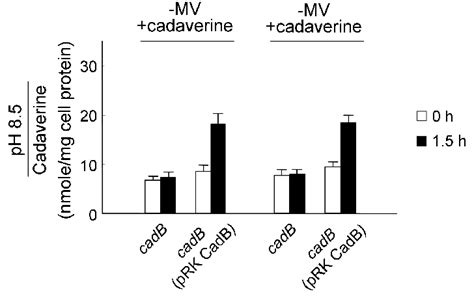Determination Of Cellular Cadaverine After Exposure Of The CadB Mutant Download Scientific