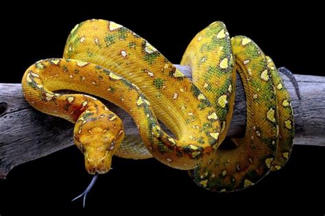 Premium Photo Green Tree Python Juvenile Closeup On Branch With Black Background