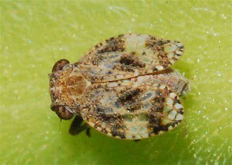 Heap O Hoppers From Nix Dictyobia Semivitrea Bugguidenet