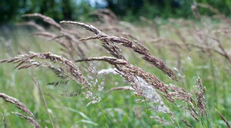 The 13 Best Grass Types For Your Lawn