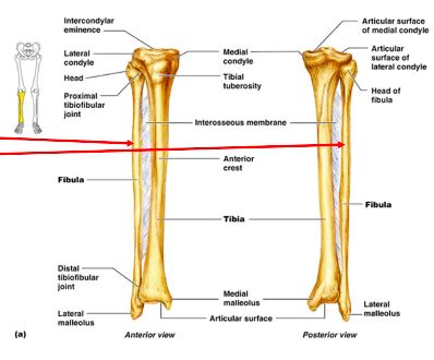 Proximal And Distal Tibiofibular Joint