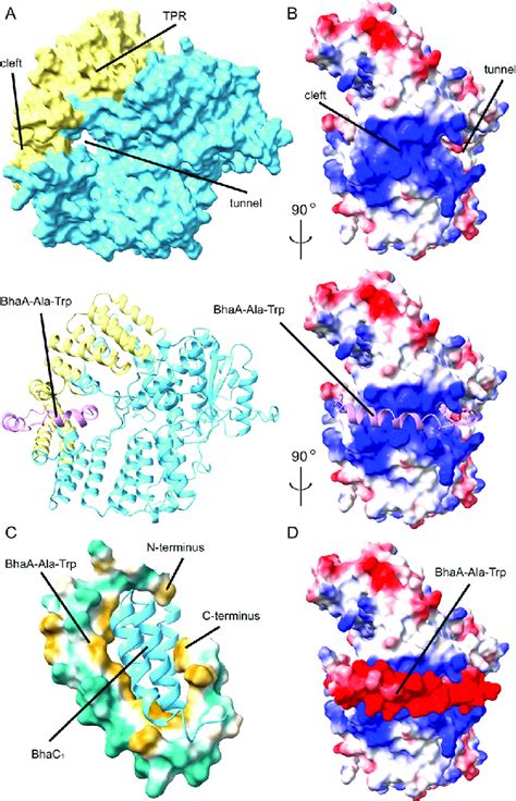 Alphafold Multimer Analysis Of Bhac 1 And Its Substrate Bhaa Ala Trp Download Scientific
