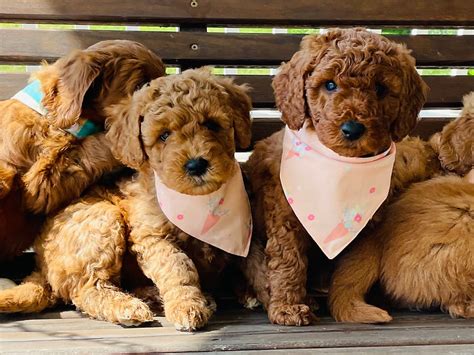 Home Hilltop Doodles And Poodles Tennessee Goldendoodle Breeder
