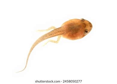 Reed Frog Tadpole Hind Legs Process Stock Photo 2458050277 Shutterstock