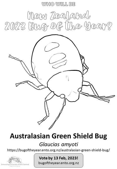 Australasian Green Shield Bug New Zealand Bug Of The Year Australasian Green Shield Bug New Zealand Bug Of The Year