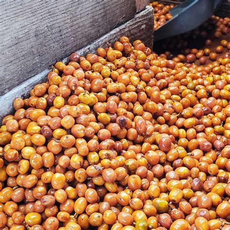 오랜만에 하와이 소식