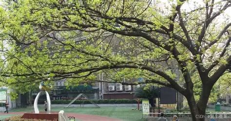 C竞赛初阶l1 14 第六单元 数组31~33课544 T456474 Noip2005 普及组 校门外的树c附中附近有一