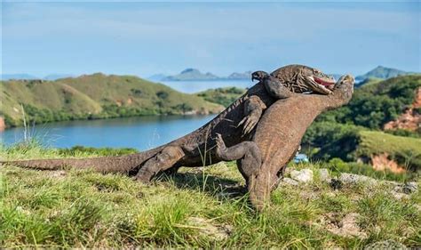 Komodo Dragon Walks On The Beach With Its Head Caught In The Shell Of A Turtle It Devoured A Z