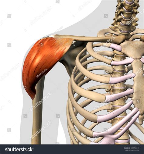 1 289 рез по запросу «anterior Deltoid — изображения стоковые фотографии и векторная графика