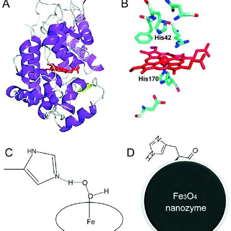 Architecture Of The Active Site In Hrp And Comparison With The