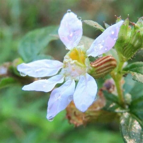 Cuphea Ingrata Plant Care And How To Grow Water