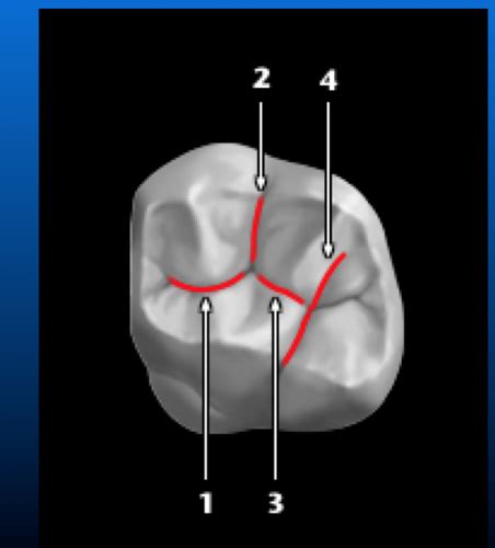 Tooth Morphology Flashcards Quizlet
