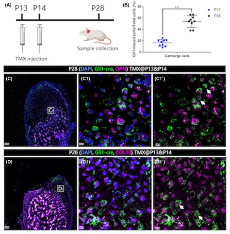Identification Of Distinct Subpopulations Of Gli1‐lineage Cells In The Mouse Mandible Pmc
