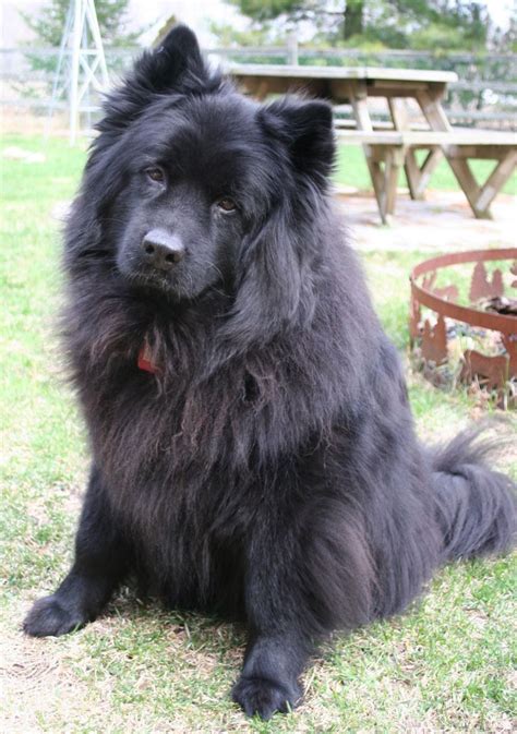 Black Chow Samoyed Mix