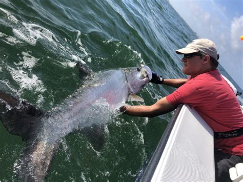Naples Fl Tarpon Fishing April 2024 Naples Fishing Charters With