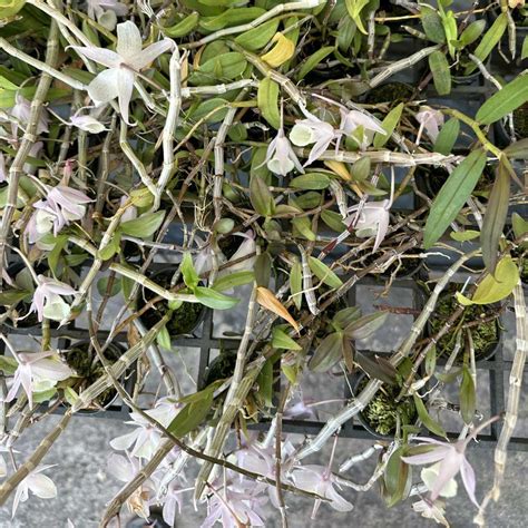 Rare Orchid Dendrobium Aphyllum