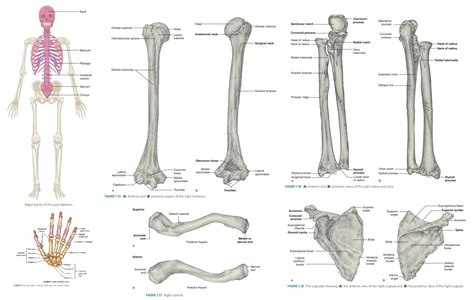 Pectoral Girdle Appendicular Skeleton Skeletal Organization Hot Sex
