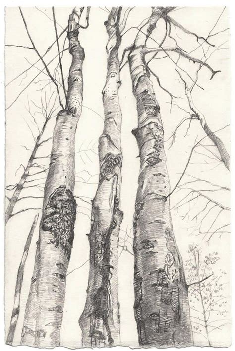 Amy Talluto Three Beech Trees Dessin Arbre Dessin D Arbre Peinture Arbre