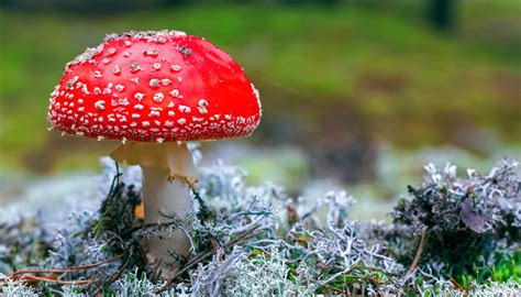 Най смъртоносната гъба в света промени опасно начина си на