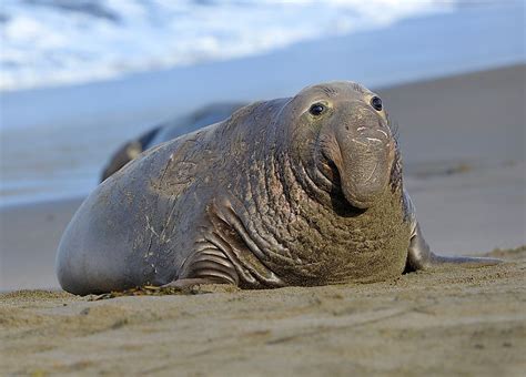Elephant Seal The Giants Of The Marine World Elephant Seals Pbff