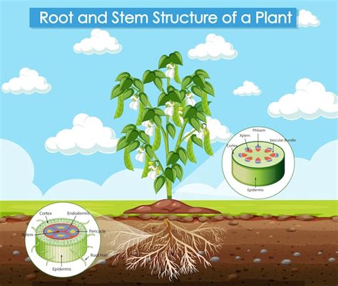 Free Vector Diagram Showing Structure Of Stem And Root