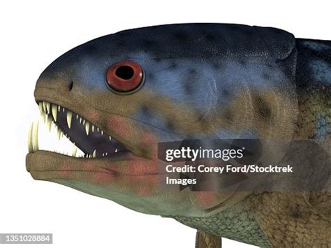 Rhizodus Fish Portrait High Res Vector Graphic Getty Images