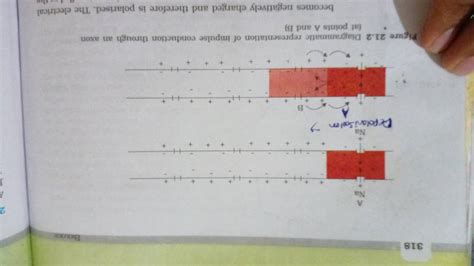 318 Figure 21 2 Diagrammatic Representation Of Impulse Conduction Through