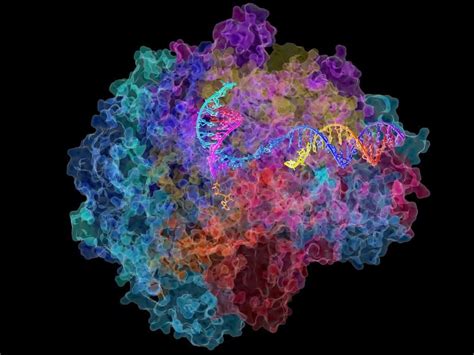 Dna Polymerase Vs Rna Polymerase Difference And Comparison