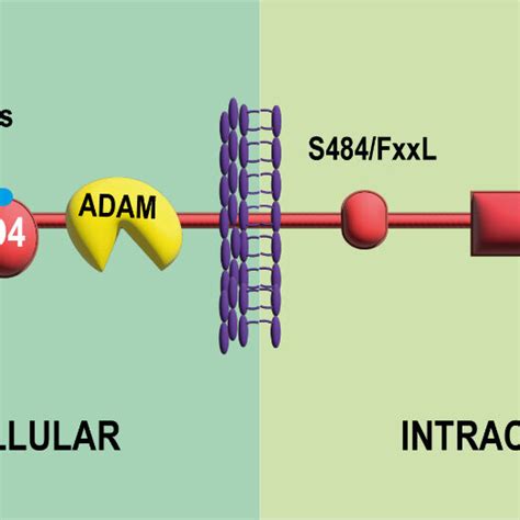 Extracellular And Intracellular Structure Of Lag 3 The Receptor Lag 3