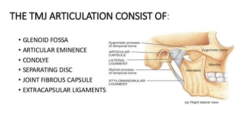 Tmj Anatomy And Disorders