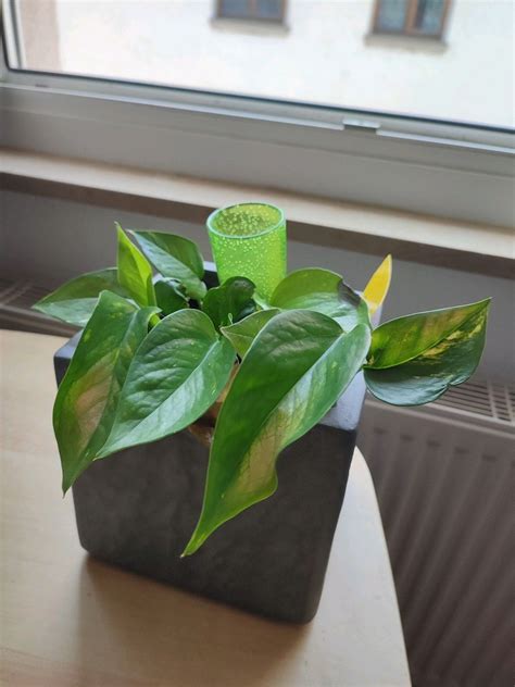 Inbex Systems On Linkedin Team Teambonding Indiegame Indiegamedev