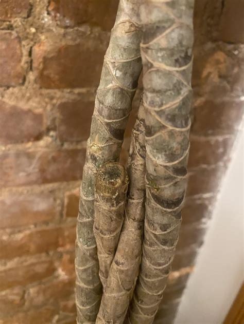 Dracaena Marginata Dead Shoots R Houseplants