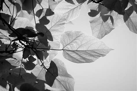 Study In Leaves Photograph By Rebekah Schweizer Pixels