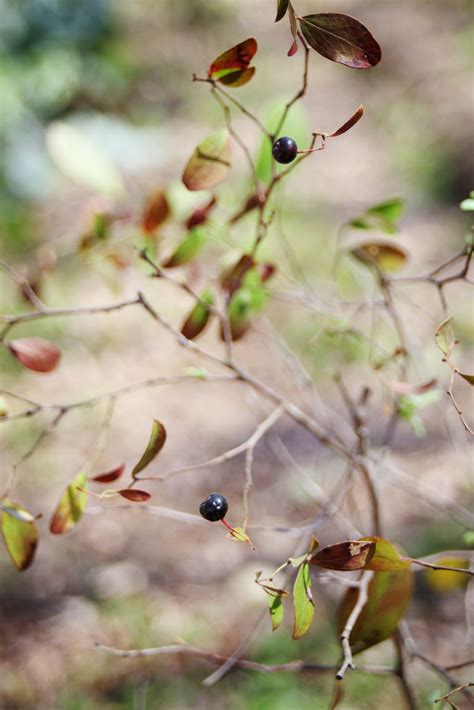 Wild Edible Texas Farkleberry