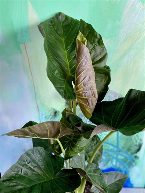 Alocasia 'Regal Shields' — The Tender Gardener