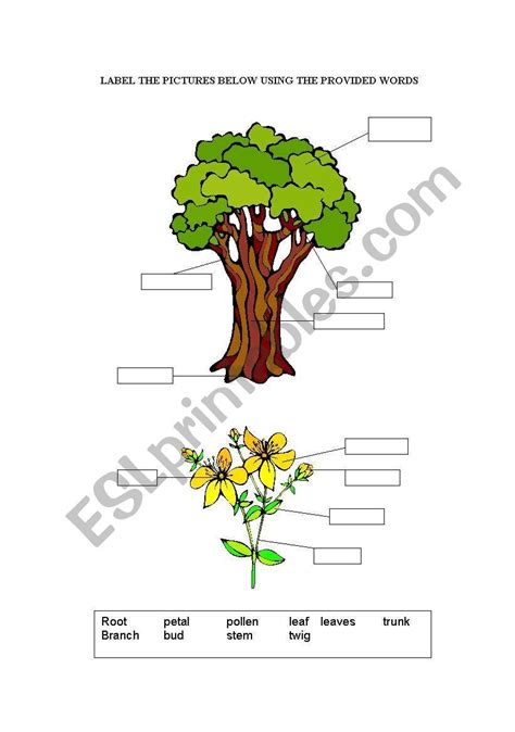 This Worksheet Is For My Elementary Babes Who Are Learning About Flora They Dont Know Parts