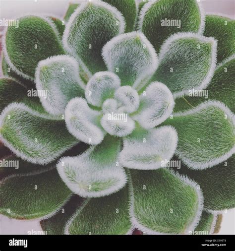 Discover The Magic Of The Fuzzy Plant Name Beginners Guide