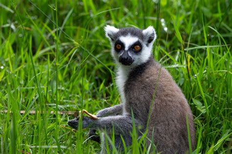 Um Lêmure De Cauda Anelada Na Floresta Tropical Foto Premium