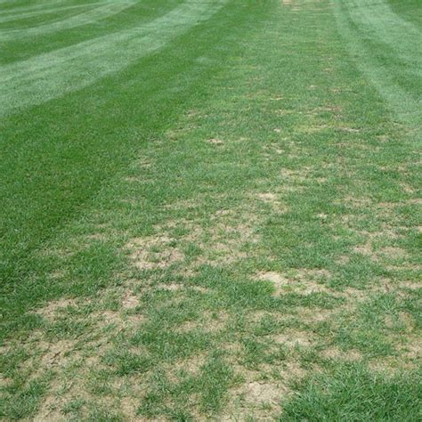 Qualipro Solutions Summer Patch