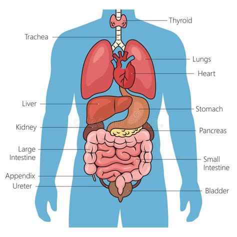 Human Internal Organs Diagram Medical Science Stock Illustration