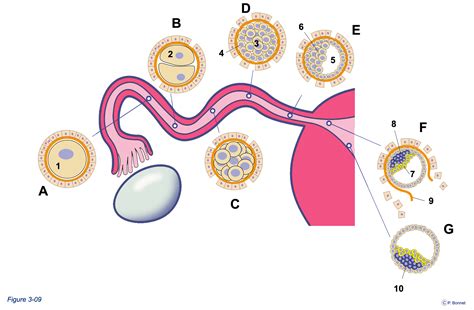 Section 3 Implantation Anatomie Humaine